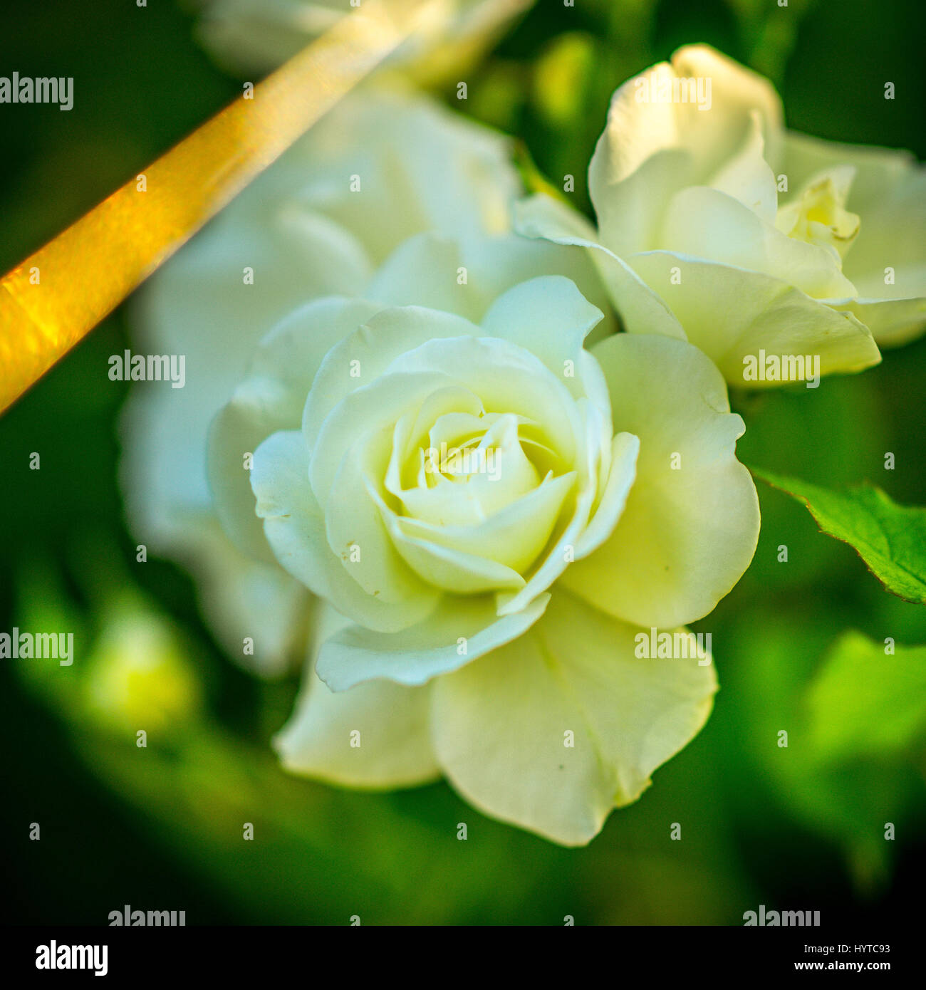White rose in garden Stock Photo - Alamy