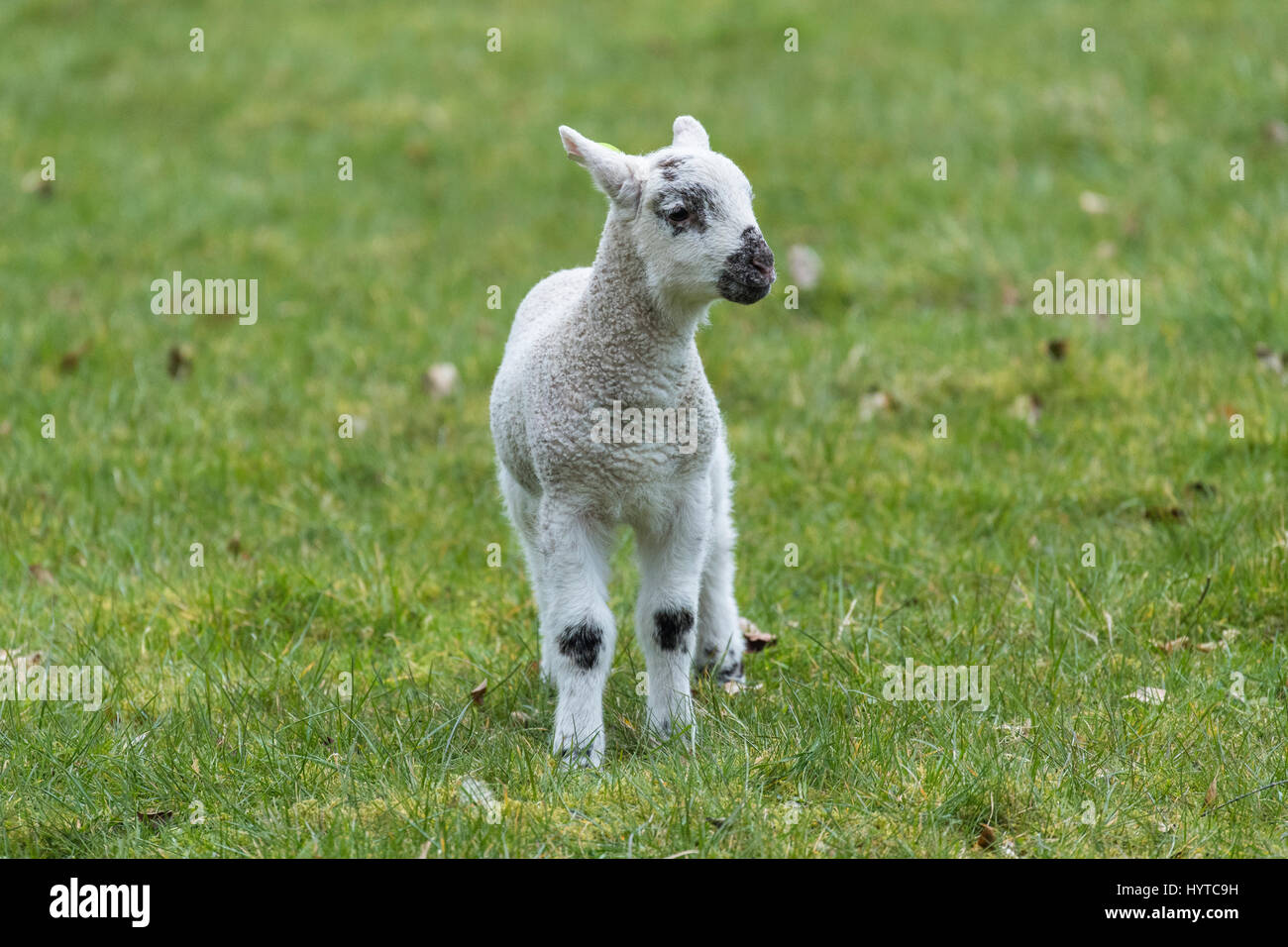 Single tiny white-black mule lamb, standing alone on farm field grass ...
