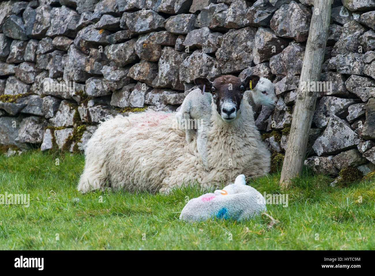 Mother sheep (ewe) & twin lambs lying against stone wall, sheltering in ...