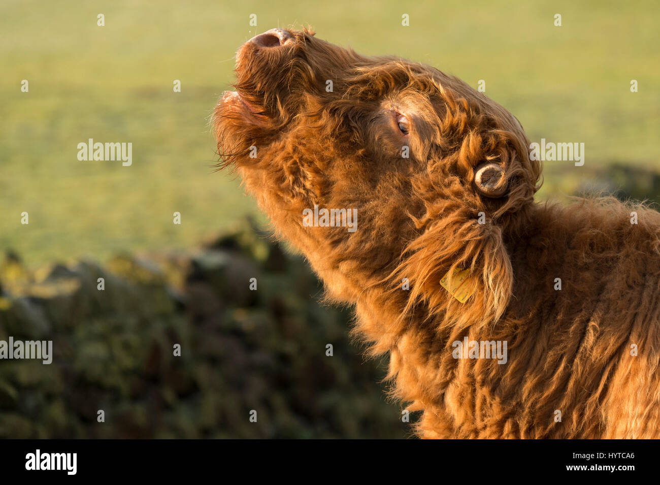 Mooing hi-res stock photography and images - Alamy