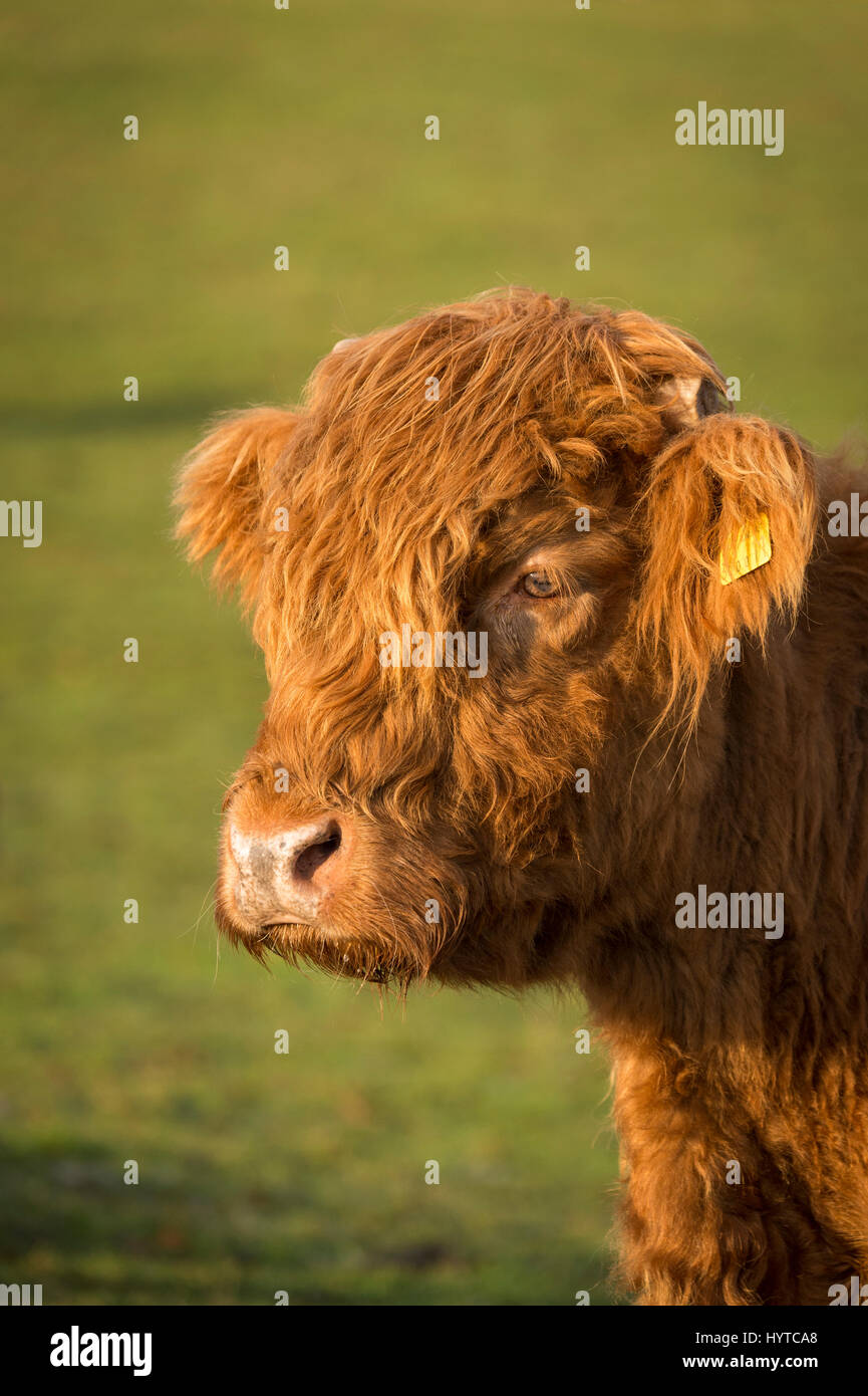 Cattle neck hi-res stock photography and images - Alamy