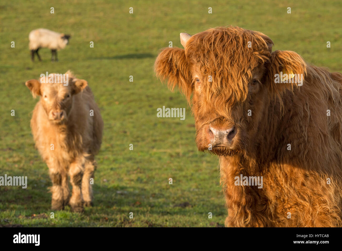 Red Highland cattle calf (head & shoulders) in a field. White youngster ...