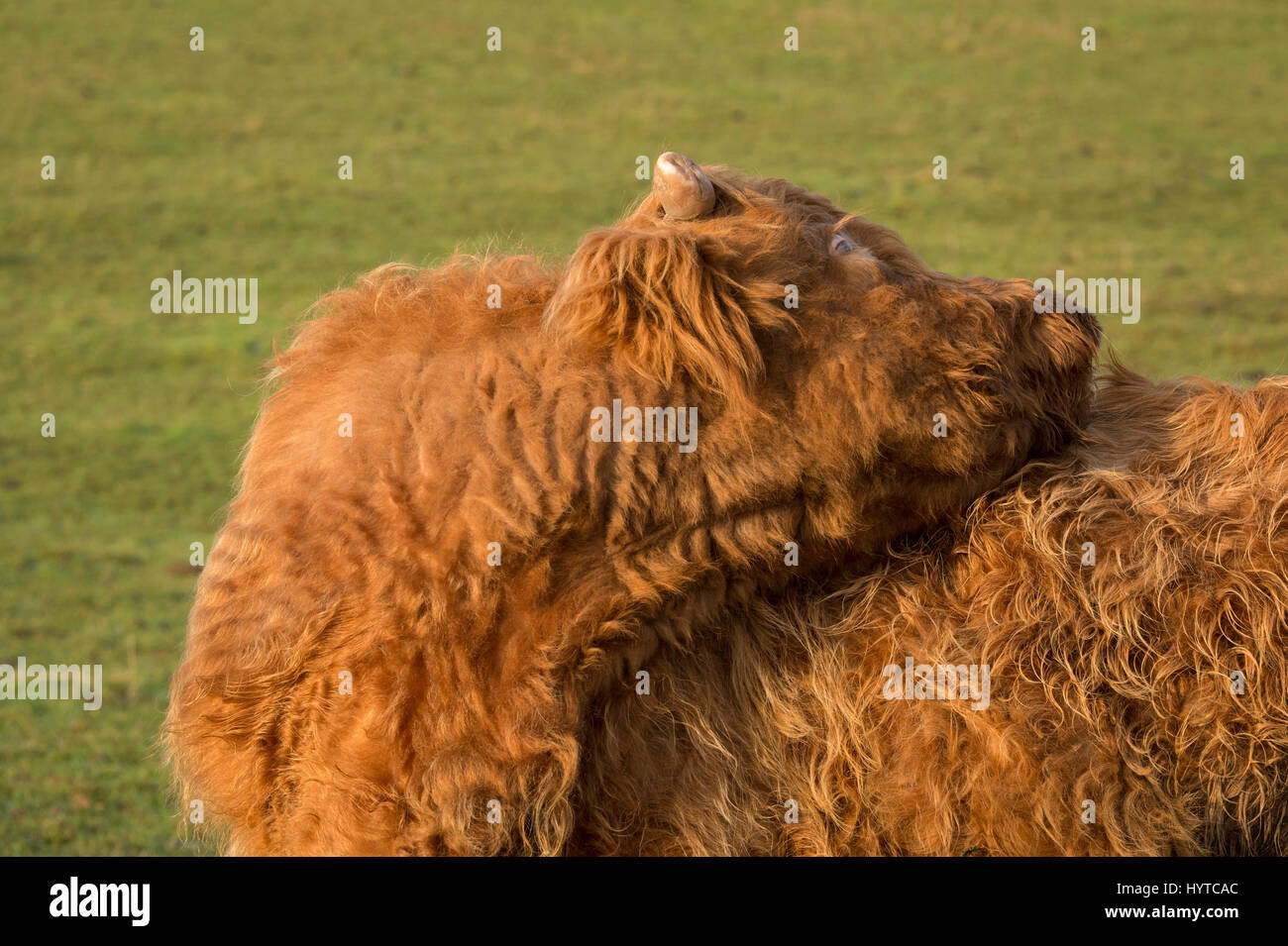 Highland cattle scratching itself hi-res stock photography and images ...
