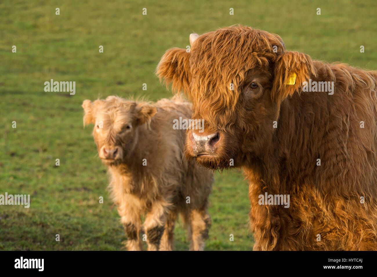 Red Highland cattle calf (head & shoulders) in a field. White youngster ...