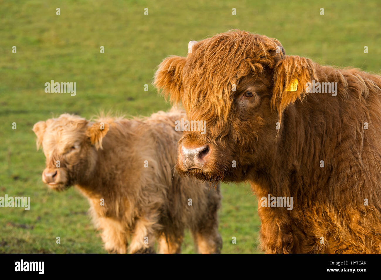 Red Highland cattle calf (head & shoulders) in a field. White calf ...