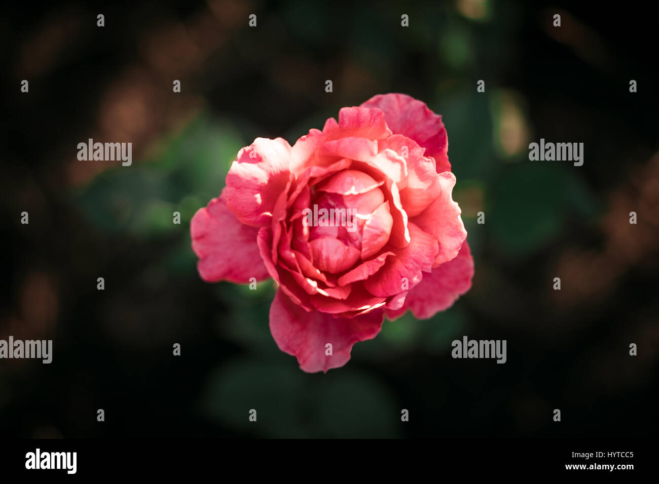 Red rose. Top view Stock Photo - Alamy