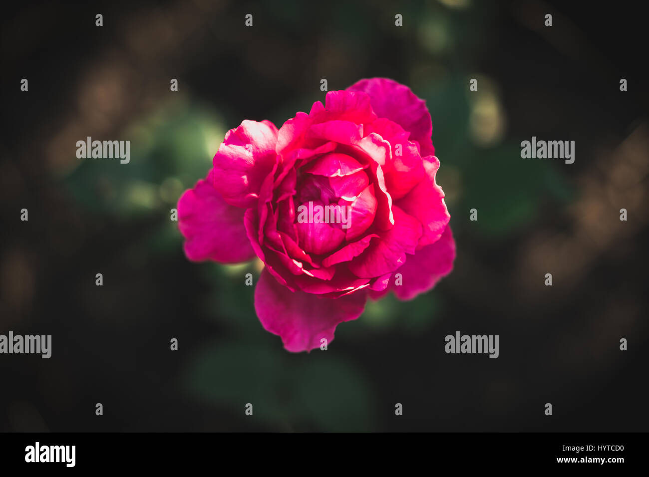 Flower head of a rose Stock Photo - Alamy