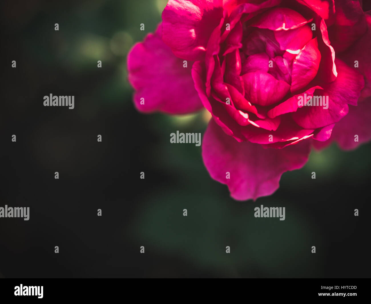 Flower head of a rose Stock Photo - Alamy