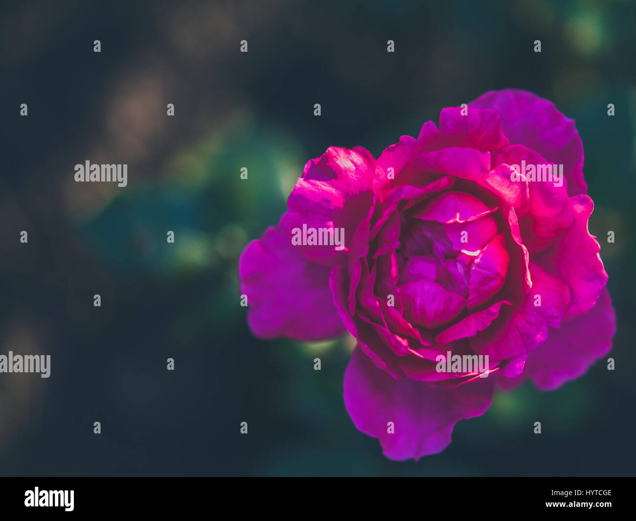 Flower head of a pink rose Stock Photo - Alamy
