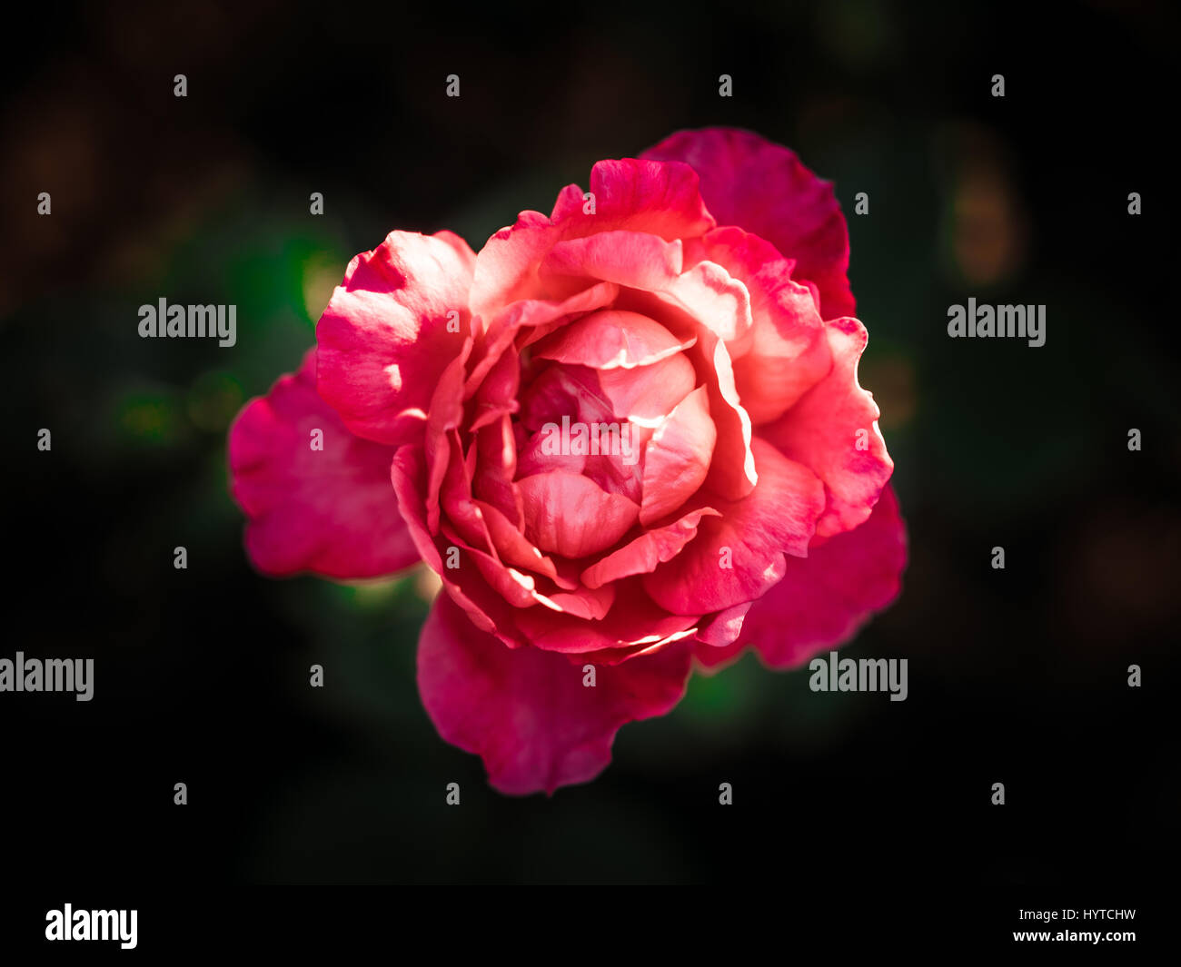 Flower head of a red rose Stock Photo - Alamy