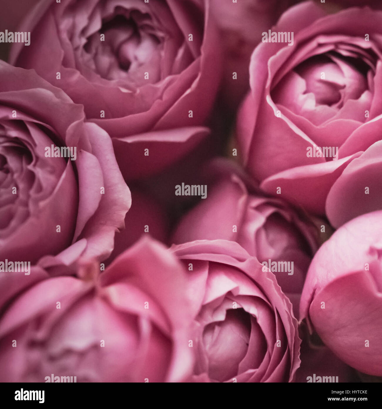 Pink roses background Stock Photo - Alamy
