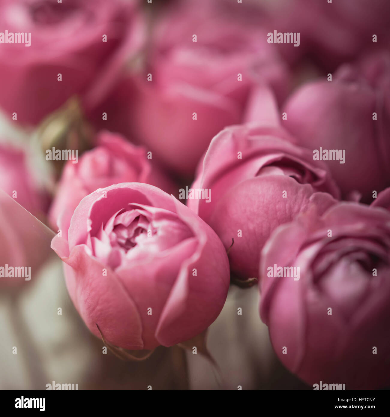 Pink roses close-up Stock Photo - Alamy