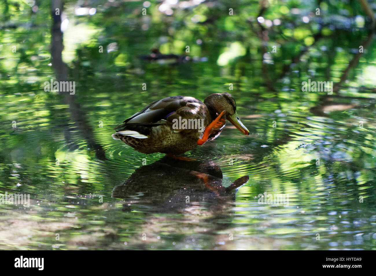 Duck from the Krka River Stock Photo - Alamy