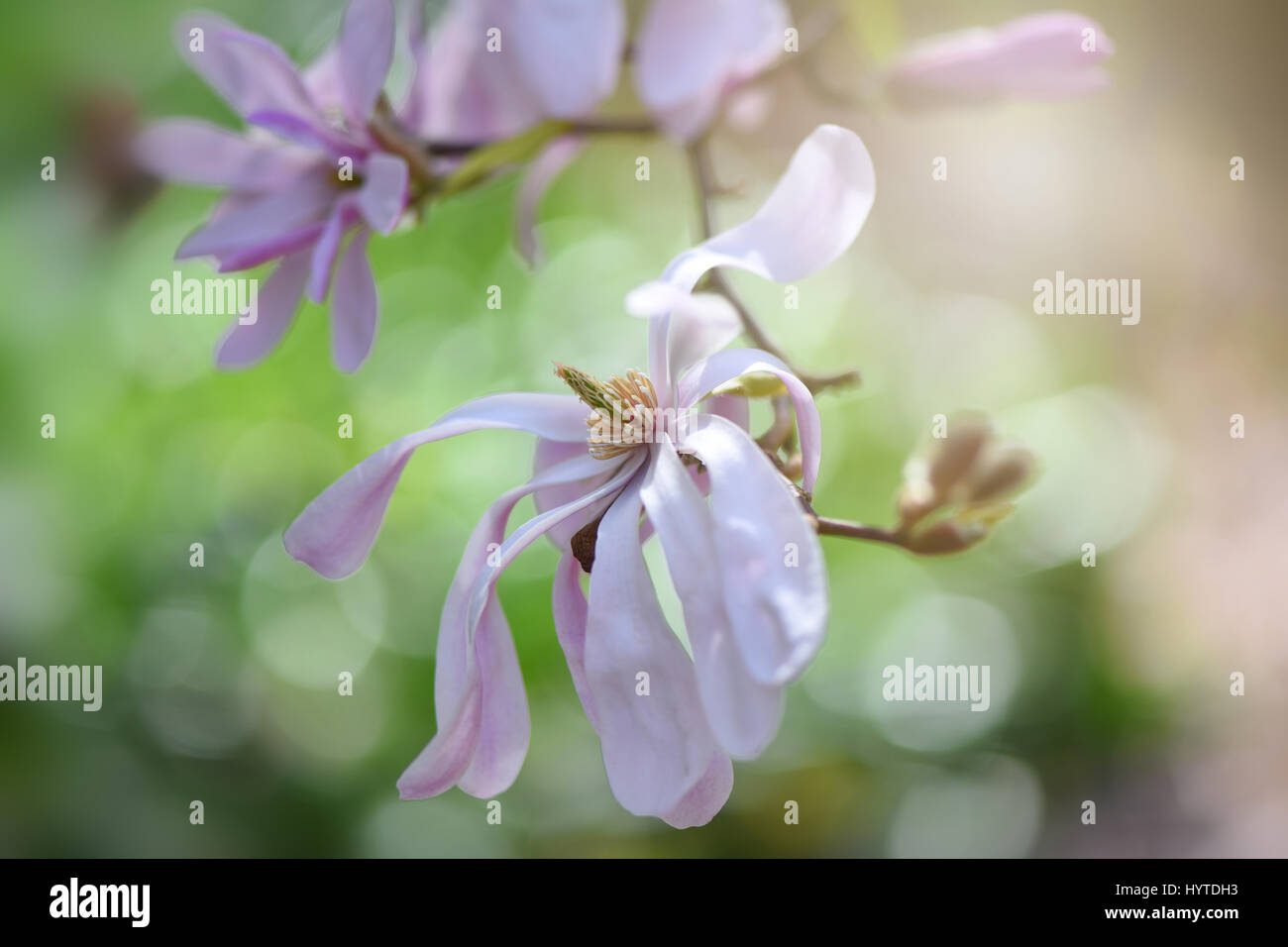 Close-up image of the beautiful spring flowering Magnolia stellata also ...