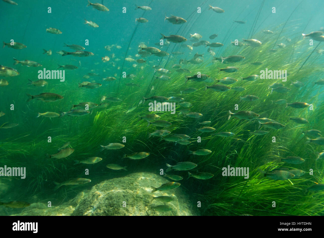 Krka national park animals hi-res stock photography and images - Alamy