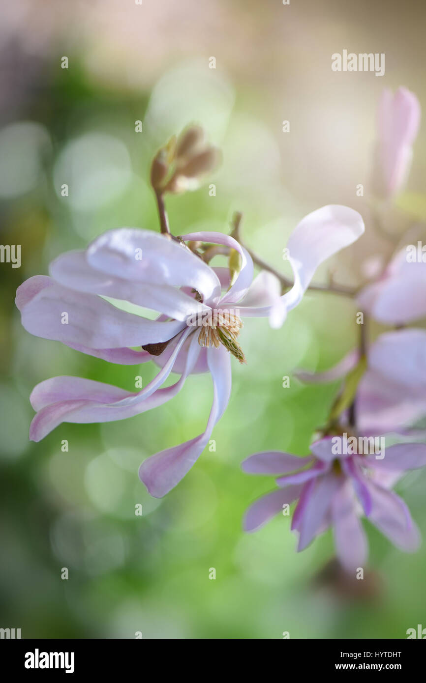 Close-up image of the beautiful spring flowering Magnolia stellata also ...