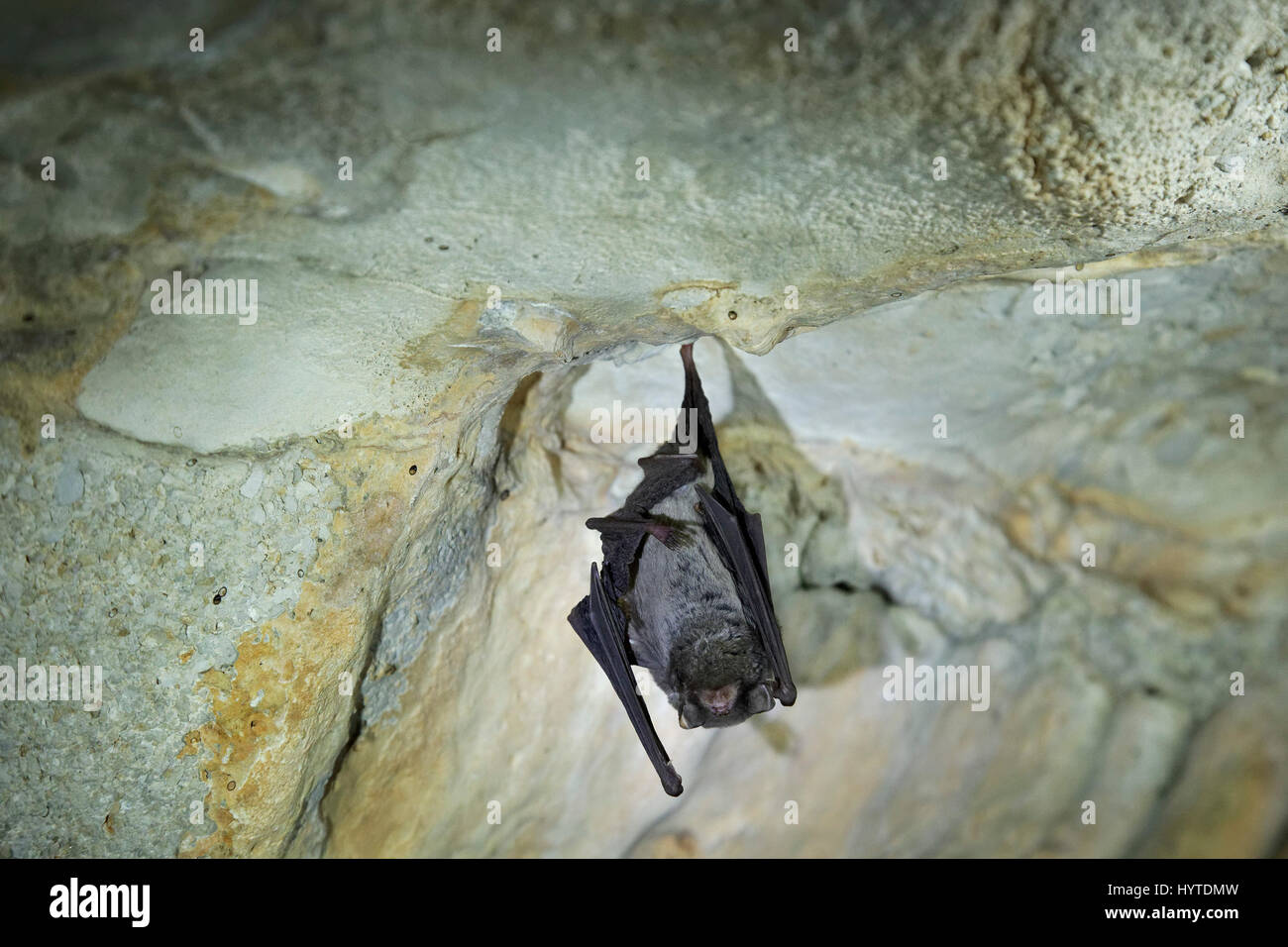 Bat hanging from thr cave ceiling in Krka River National Park, Croatia ...