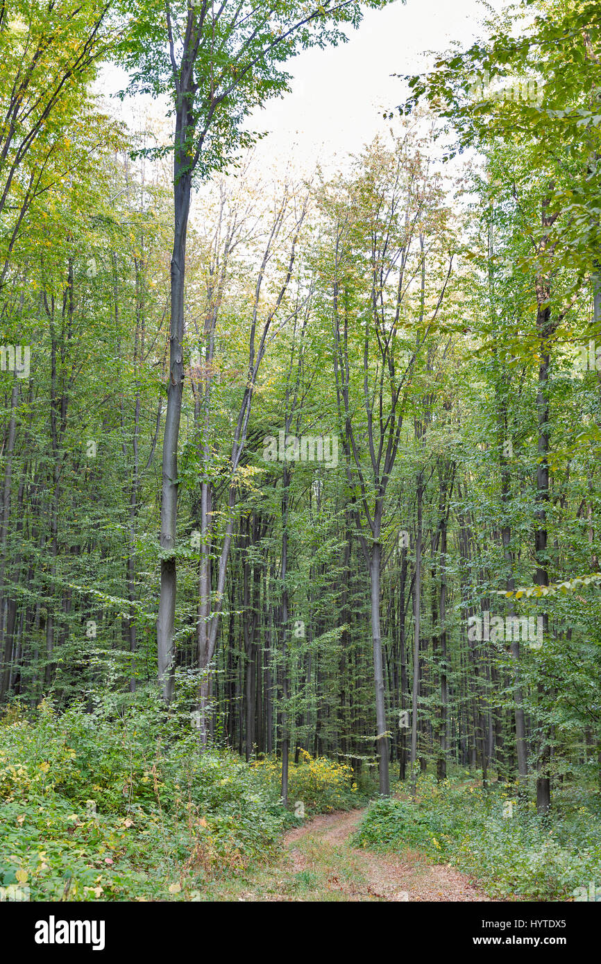 Dense forest landscape hi-res stock photography and images - Alamy