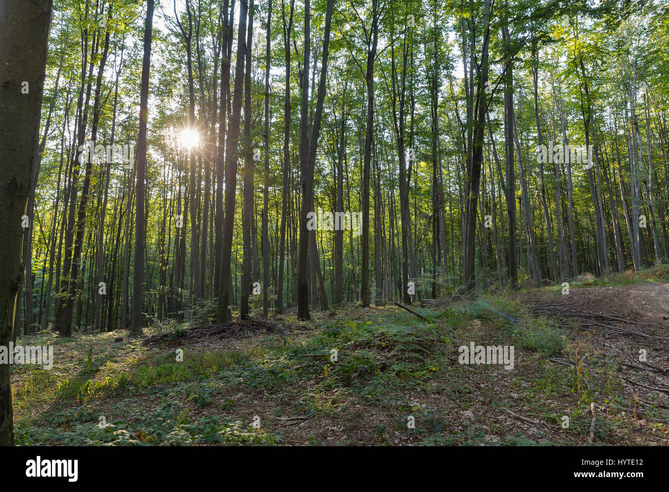 The sun shines through the crown of the forest. Carpathian mountains ...