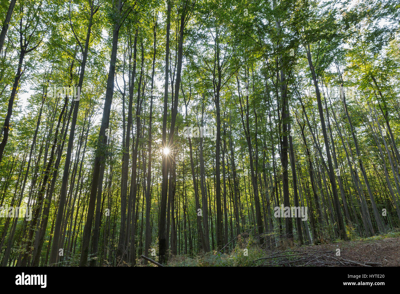 The sun shines through the crown of the forest. Carpathian mountains ...