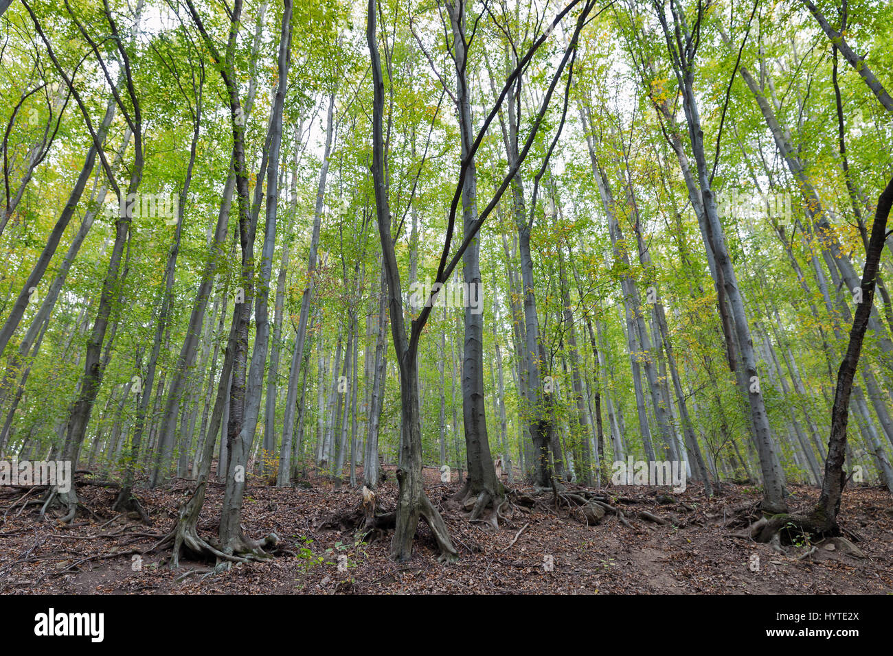 Carpathian mountains deep dense forest landscape Stock Photo - Alamy