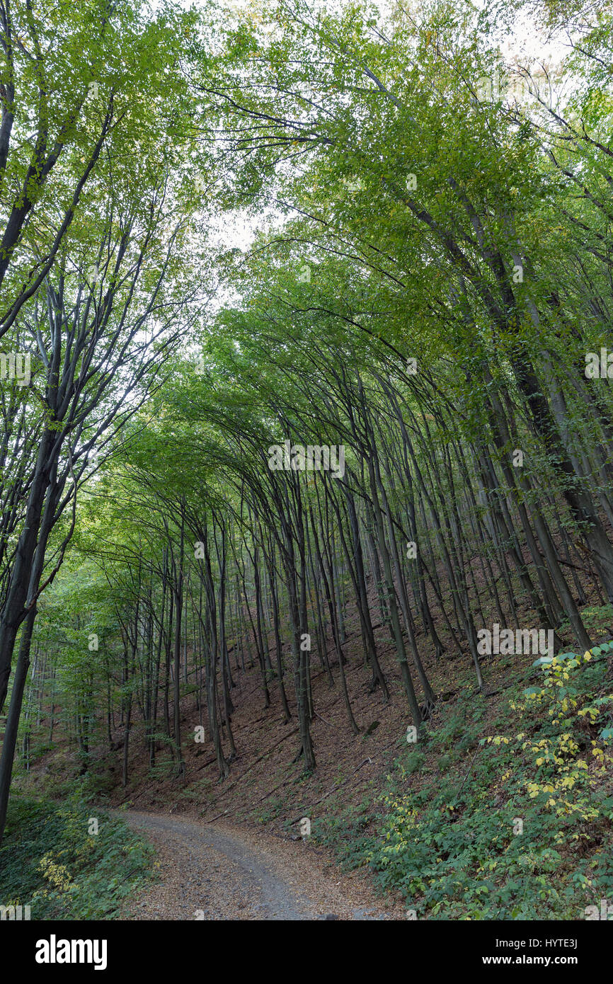 Road in Carpathian mountains deep forest with bent trees Stock Photo ...