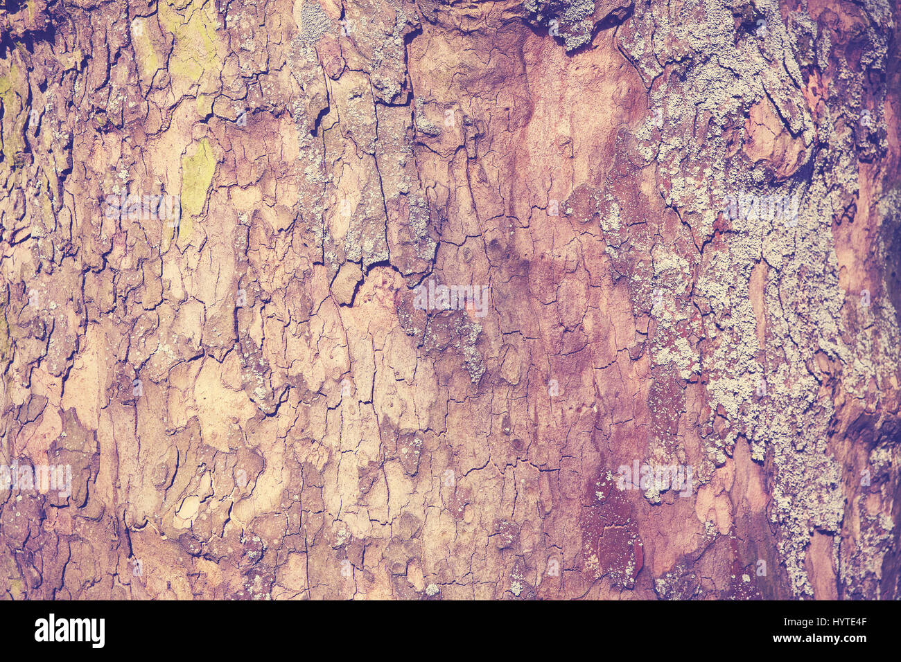 Color toned plane tree bark, selective focus, natural abstract ...