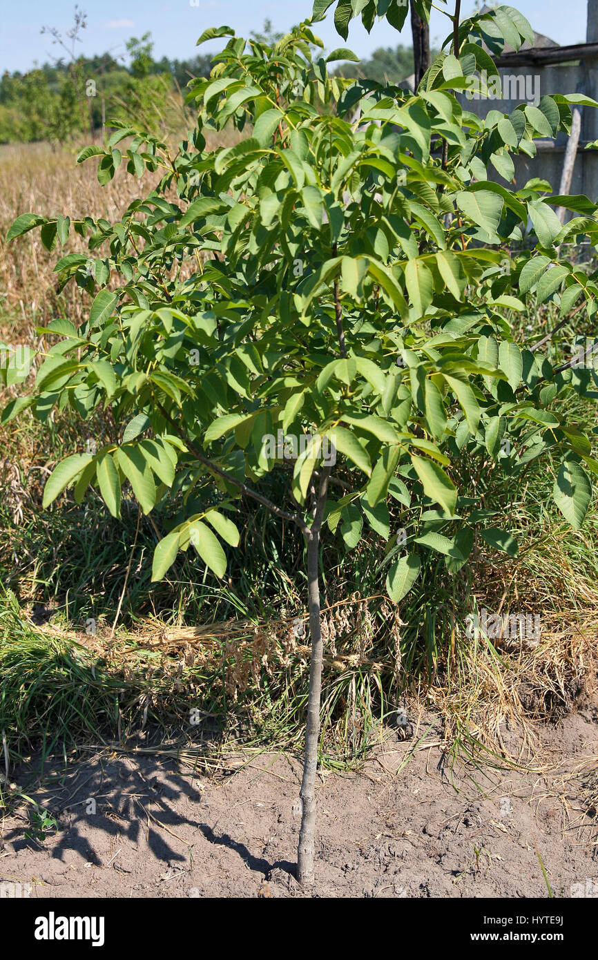 Young chestnut tree hi-res stock photography and images - Alamy