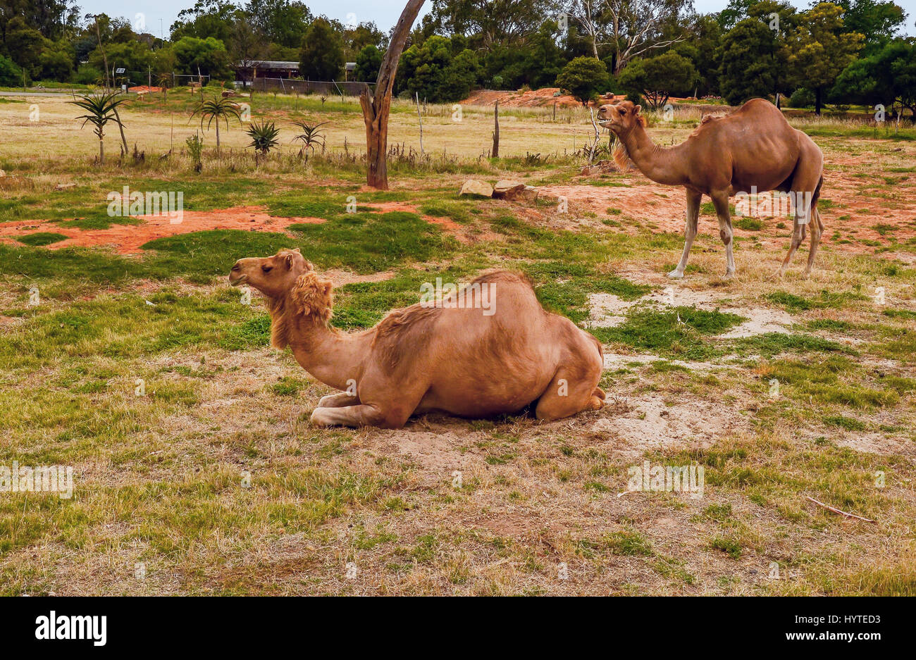 One-humped camels in the fresh air Stock Photo - Alamy