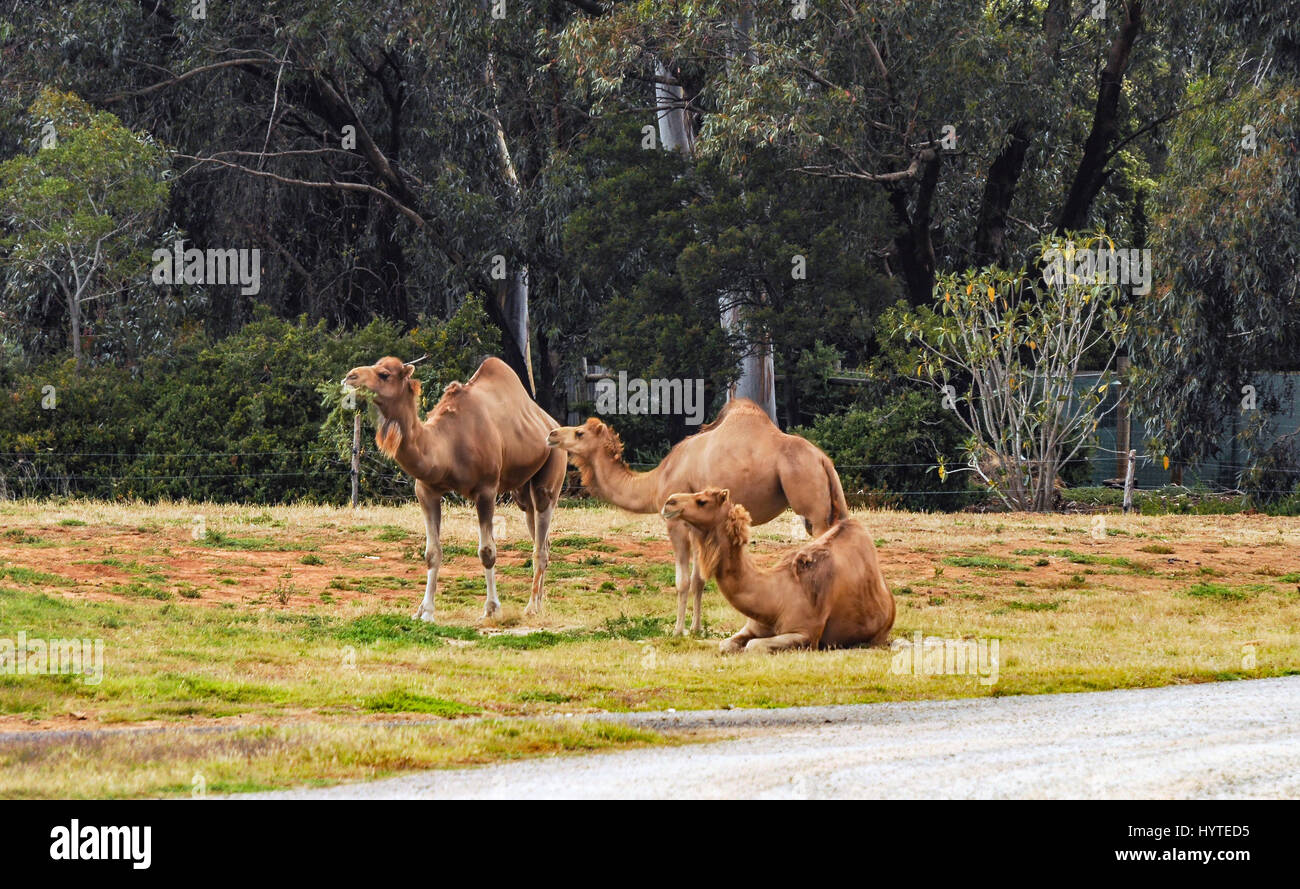 One-humped camels in the fresh air Stock Photo - Alamy