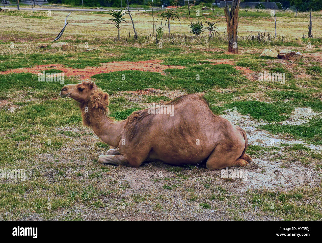Animals without legs hi-res stock photography and images - Alamy