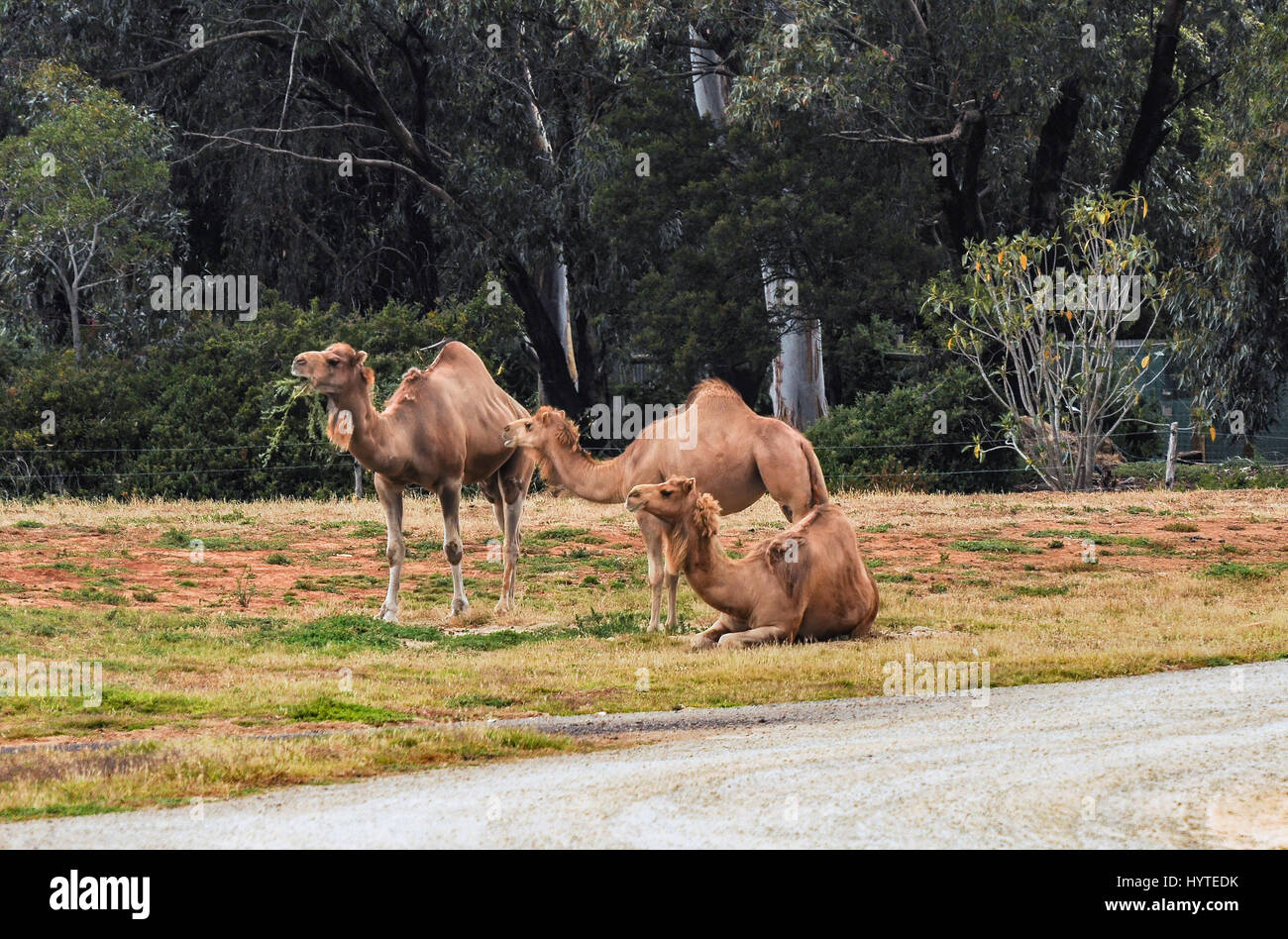 One-humped camels in the fresh air Stock Photo - Alamy