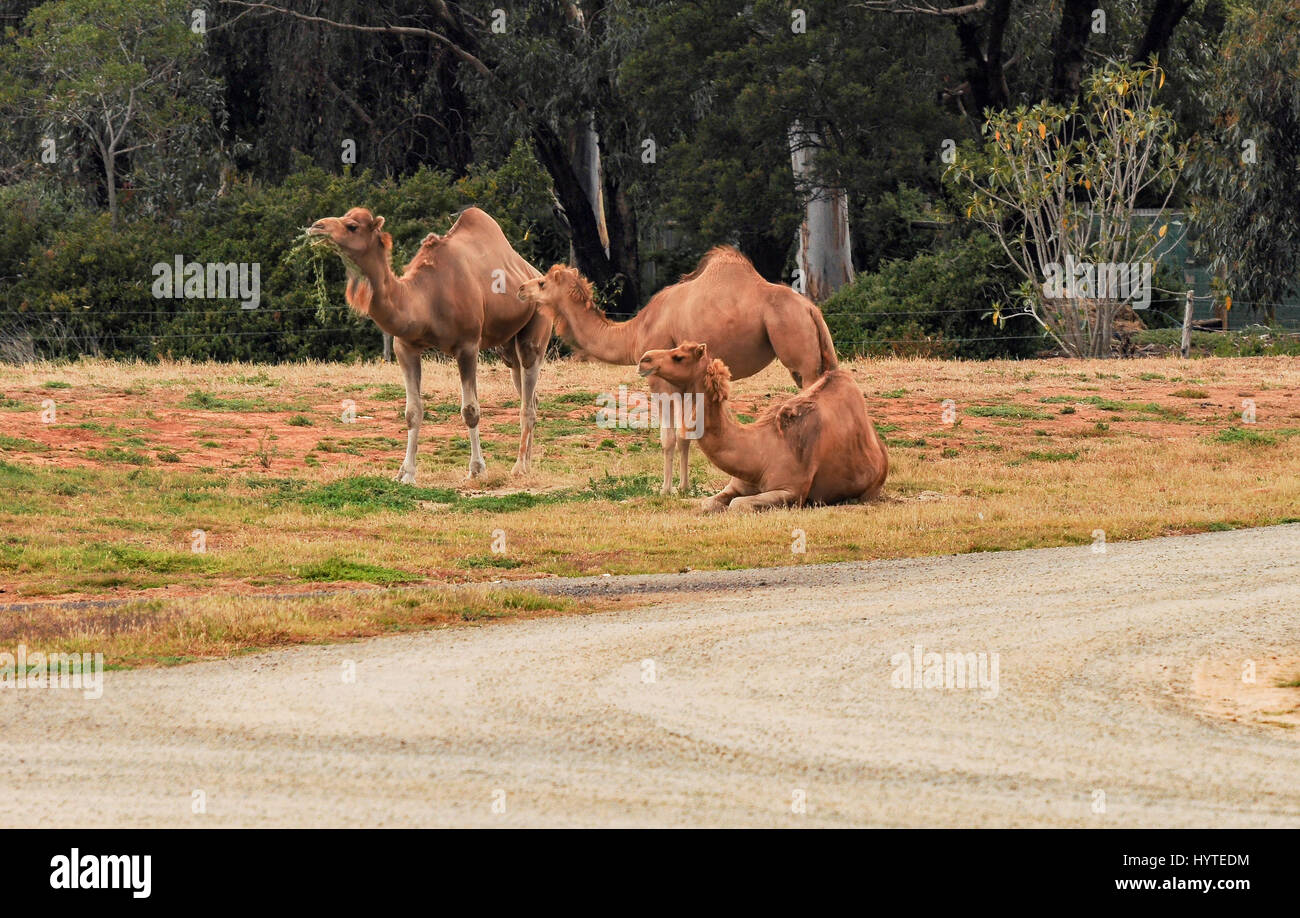 One-humped camels in the fresh air Stock Photo - Alamy