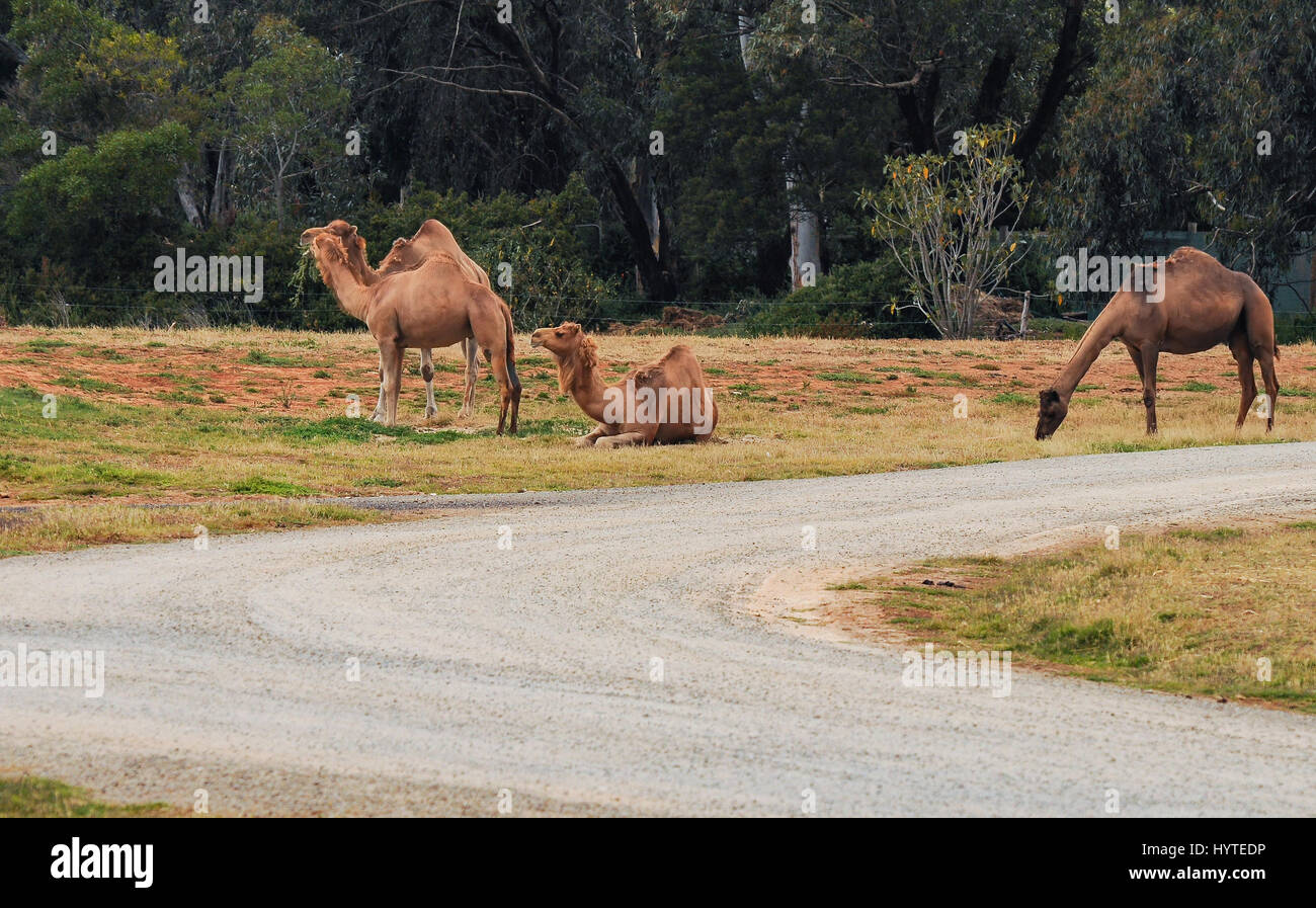 Animals Without Legs High Resolution Stock Photography and Images - Alamy