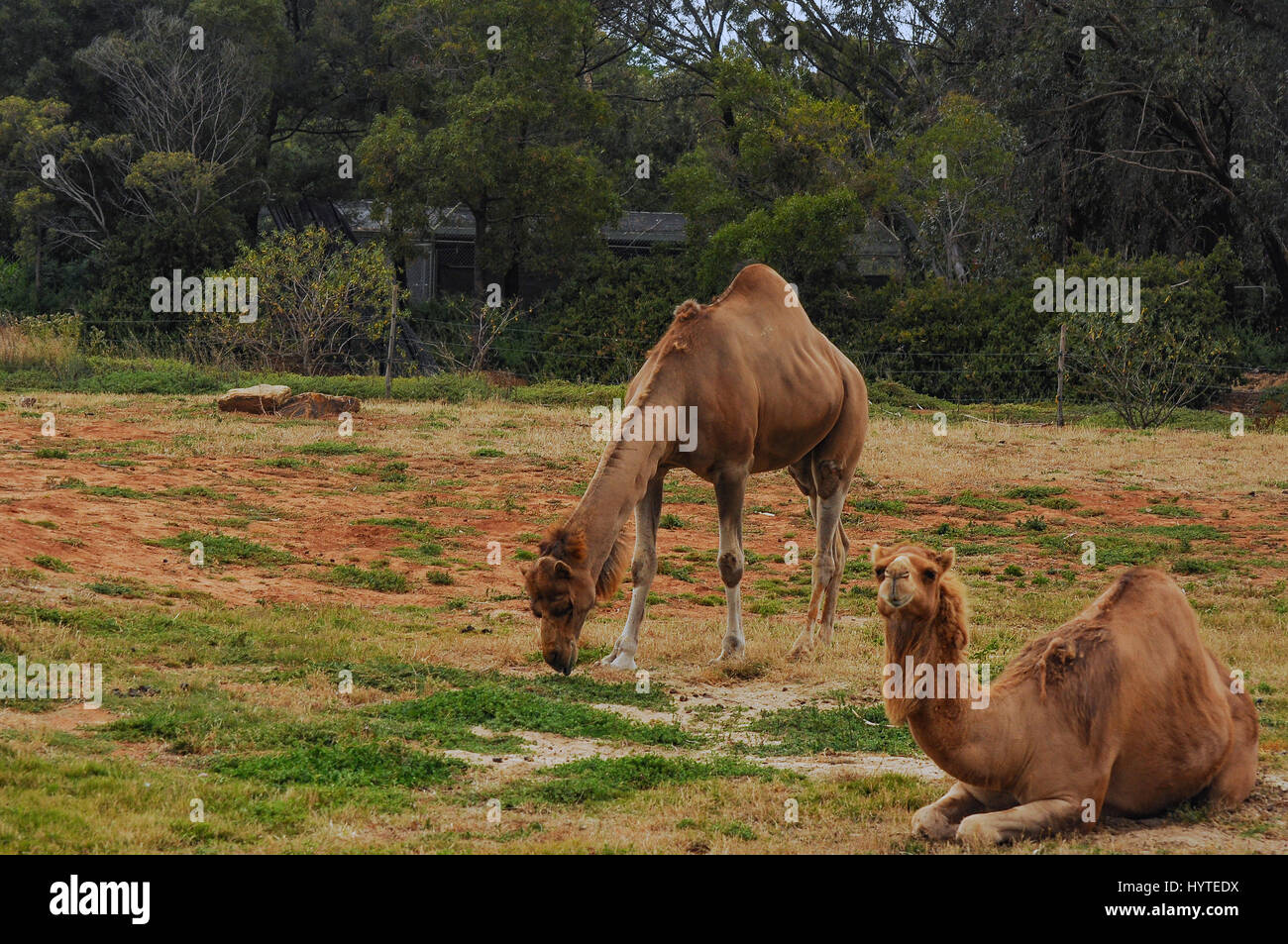 One-humped camels in the fresh air Stock Photo - Alamy