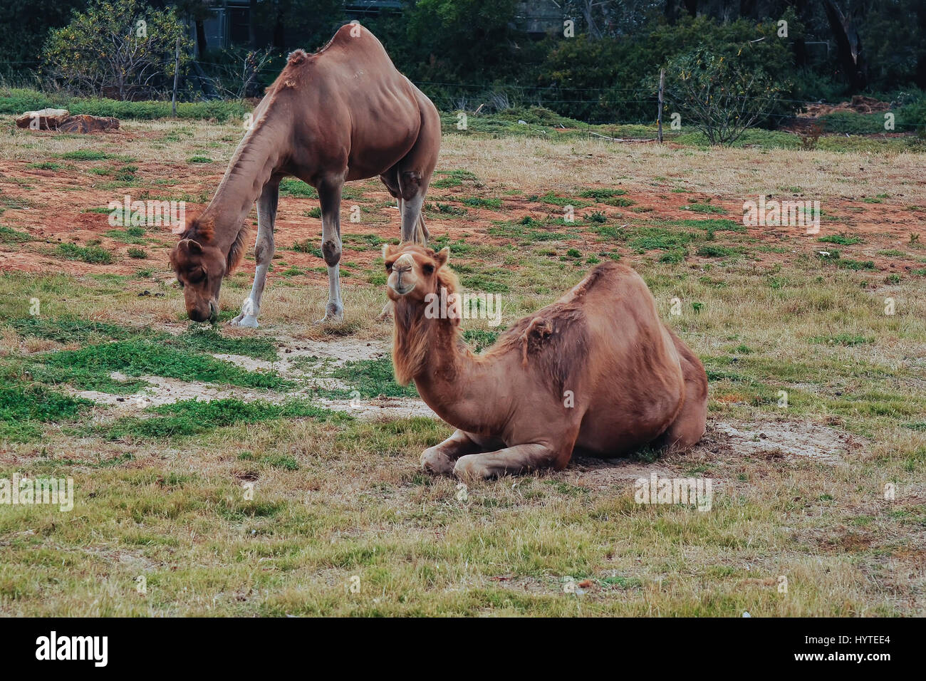 One-humped camels in the fresh air Stock Photo - Alamy