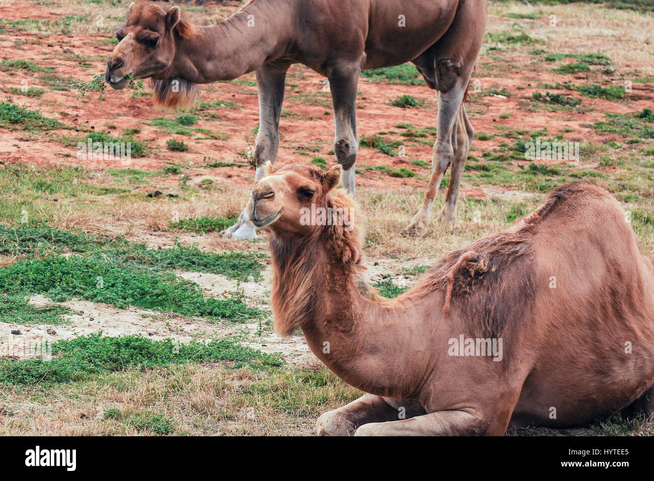 Animals without legs hi-res stock photography and images - Alamy