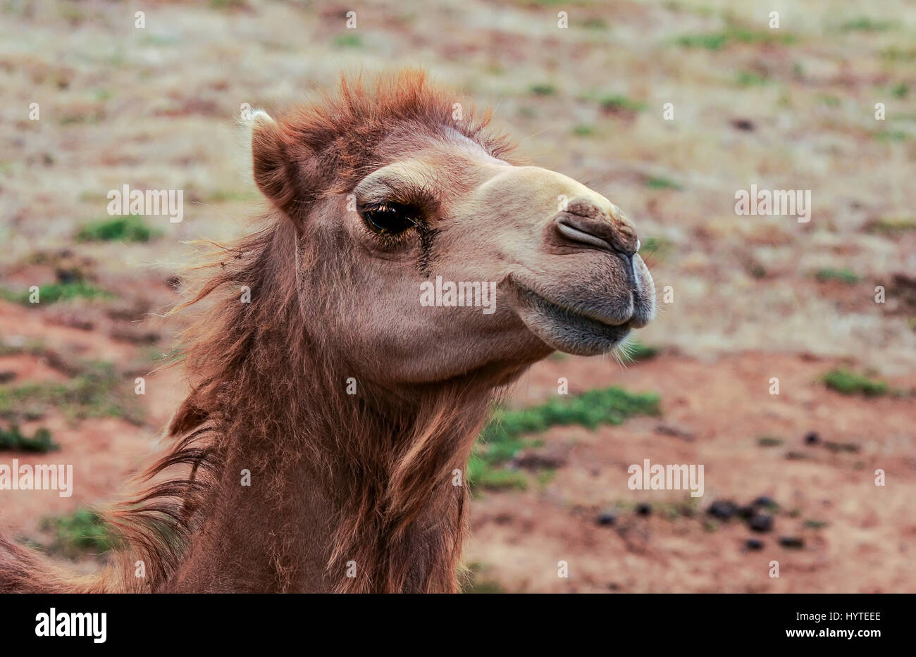 Animals without legs hi-res stock photography and images - Alamy