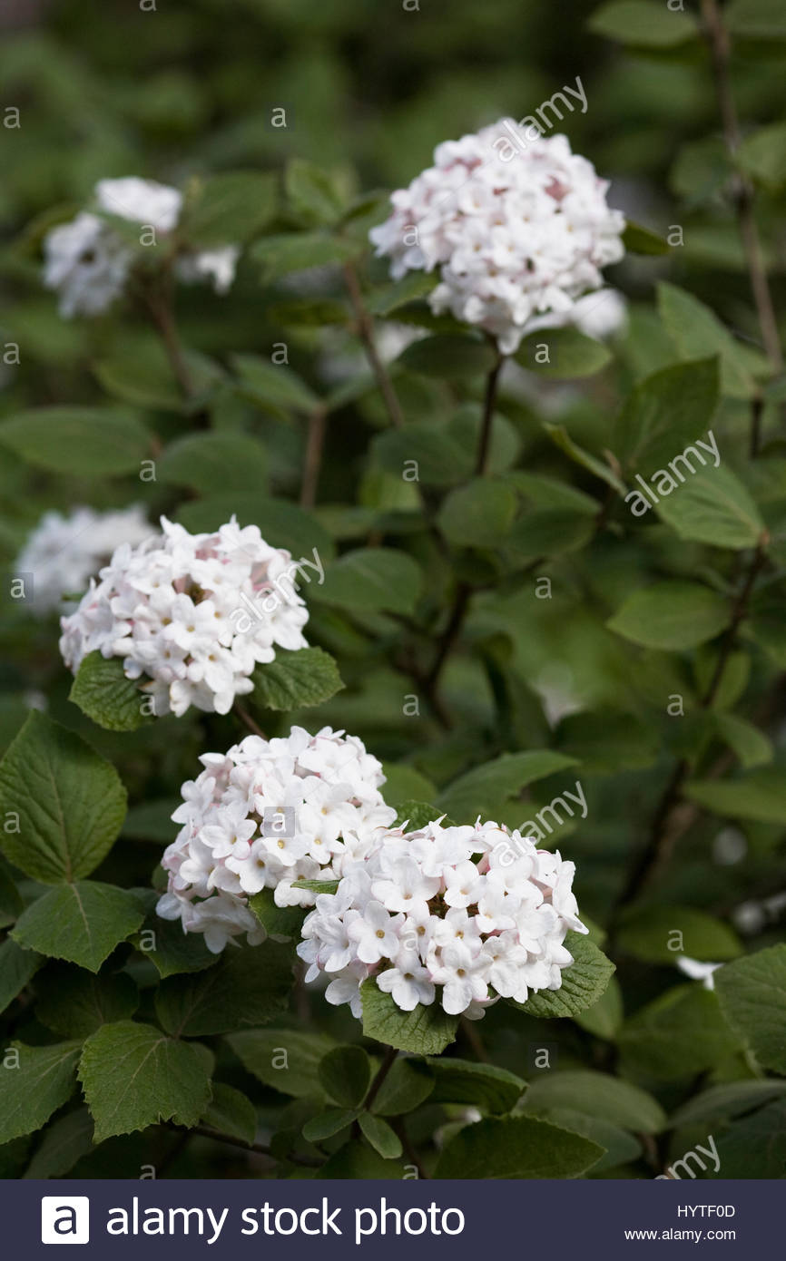 Viburnum Carlesii Spring Flower Stock Photos & Viburnum Carlesii Spring ...