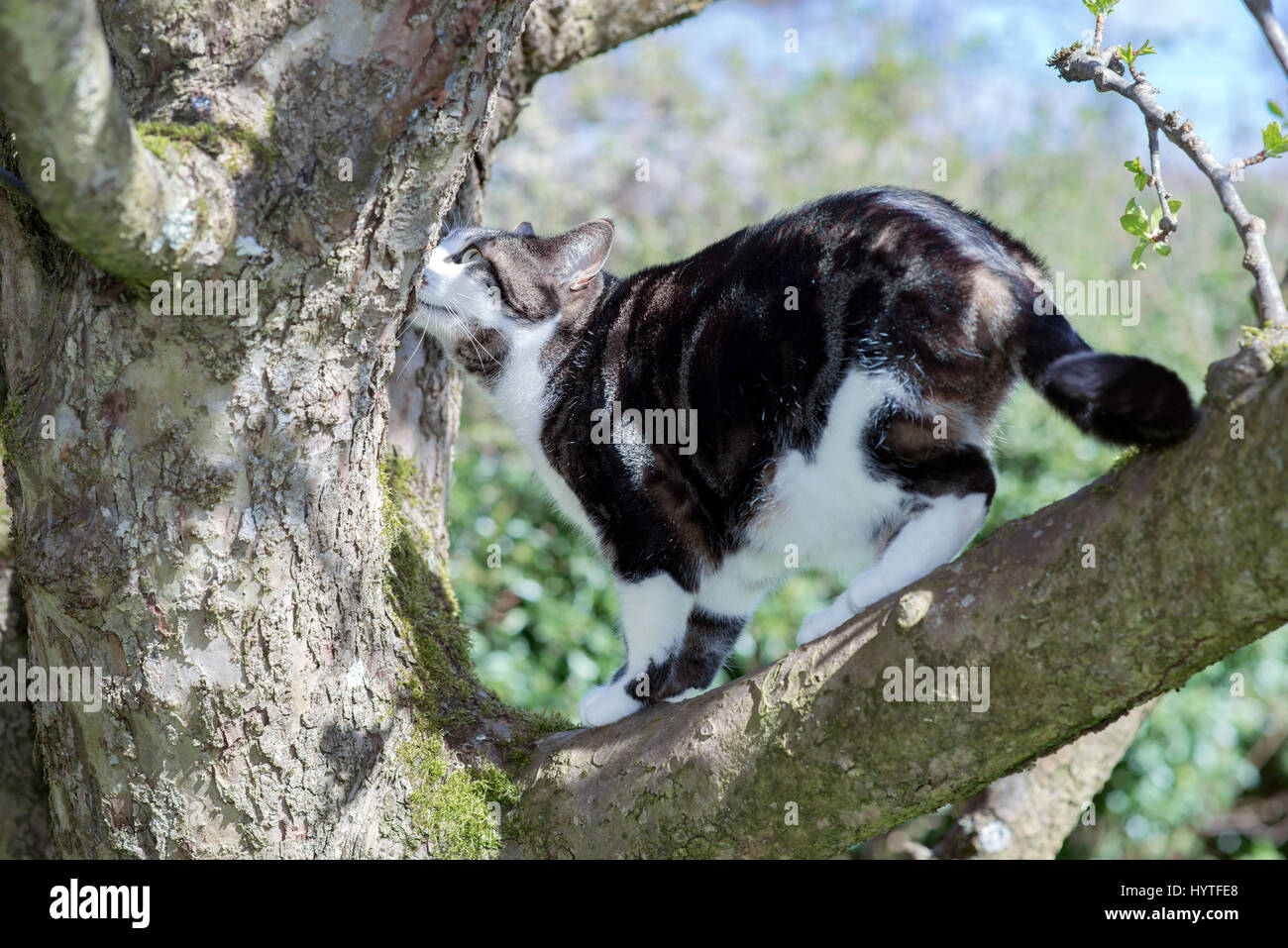 Cat roaming a branch in a tree at springtime Stock Photo - Alamy