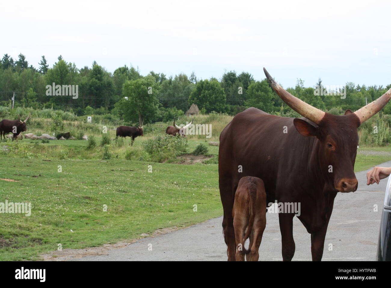 Large horned cattle, Ankole-Watusi Stock Photo - Alamy