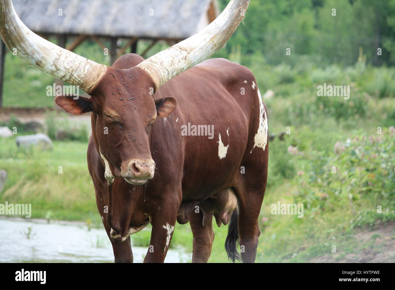Large horned cattle, Ankole-Watusi Stock Photo - Alamy