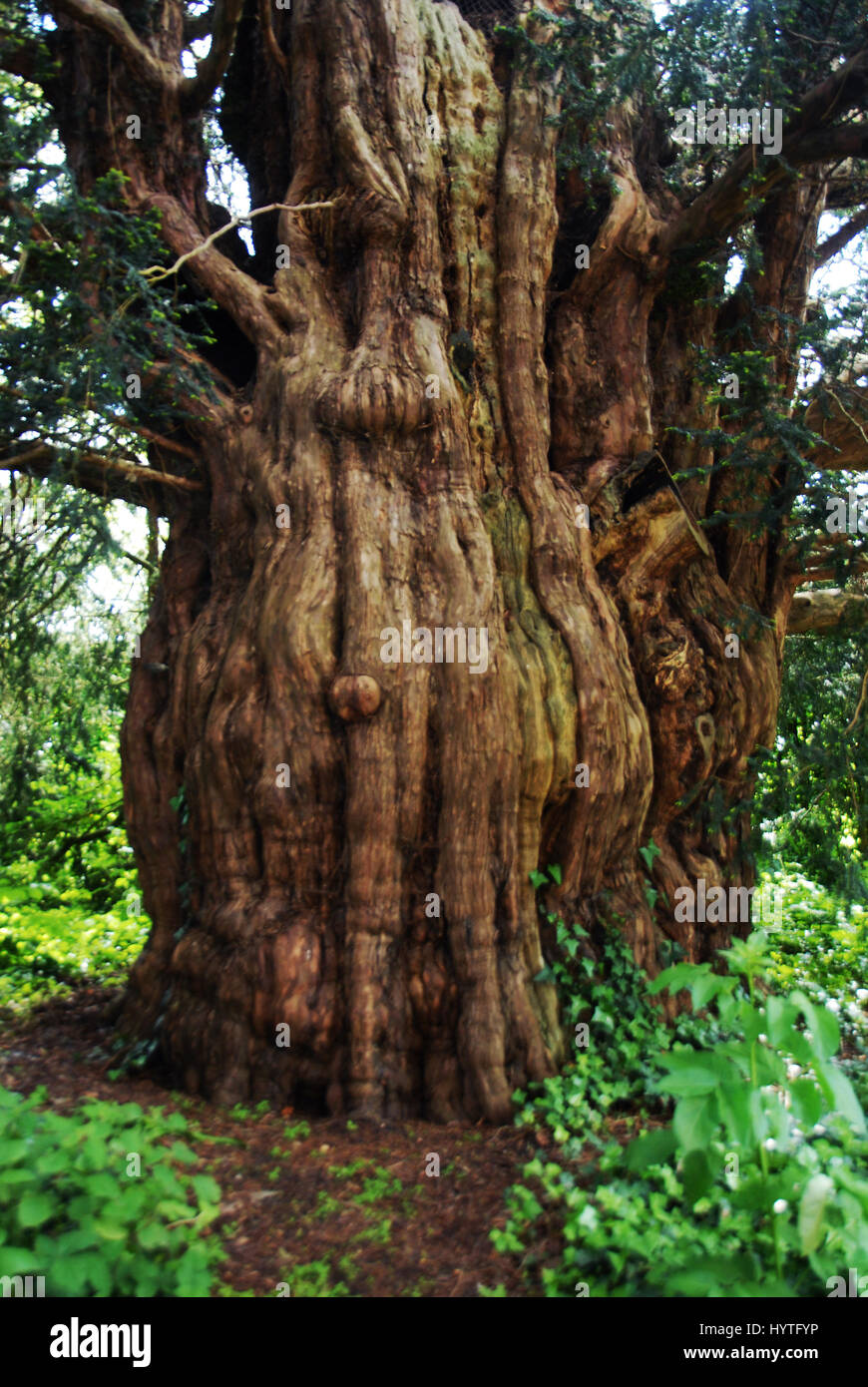 The ancient yew tree to the south of Rycote Chapel was planted ...