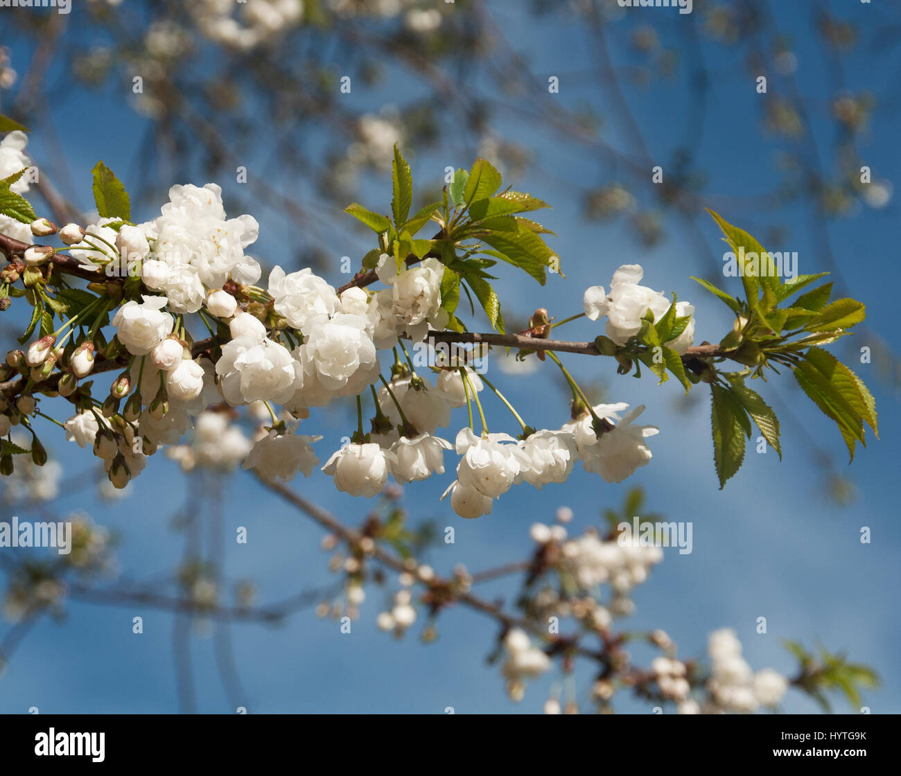 Prunus avium plena blossom hi-res stock photography and images - Alamy