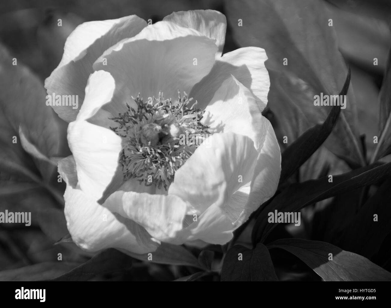 Molly the witch hi-res stock photography and images - Alamy