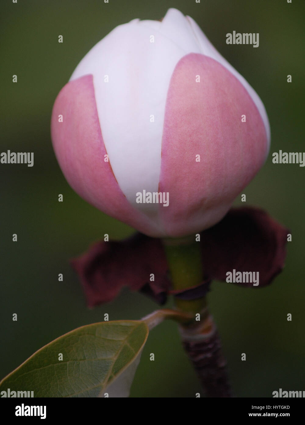 Spring emerging flower and leaf hi-res stock photography and images - Alamy