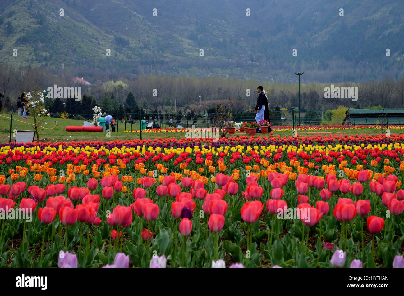 Tulips stand in bloom at Siraj Bagh, claimed to be the largest tulip ...