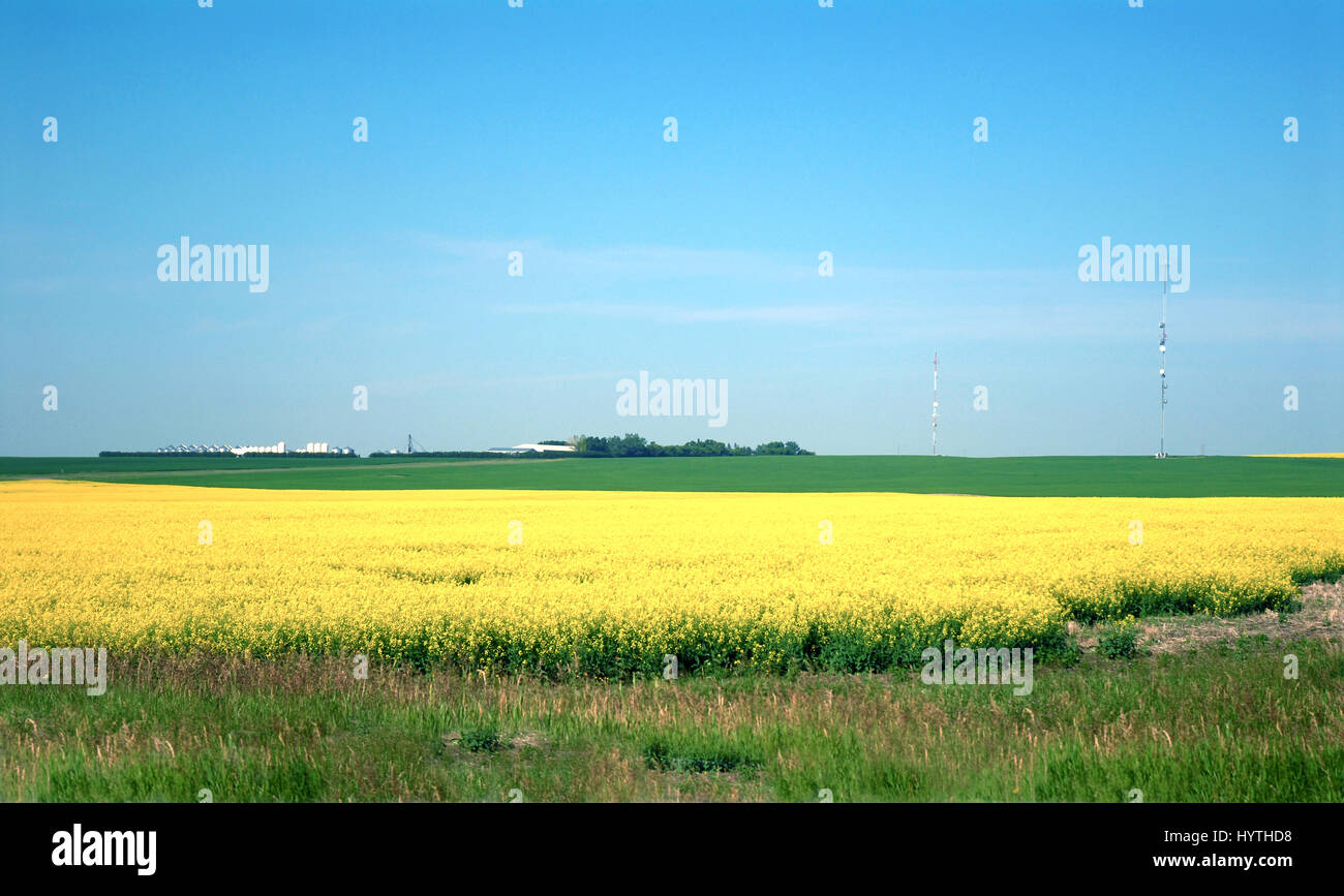 Beautiful landscape canola plants hi-res stock photography and images ...