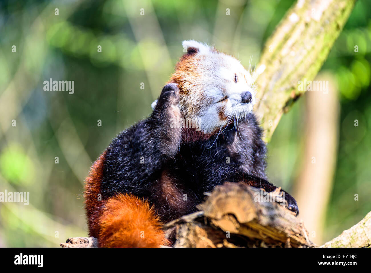 Small panda hi-res stock photography and images - Alamy