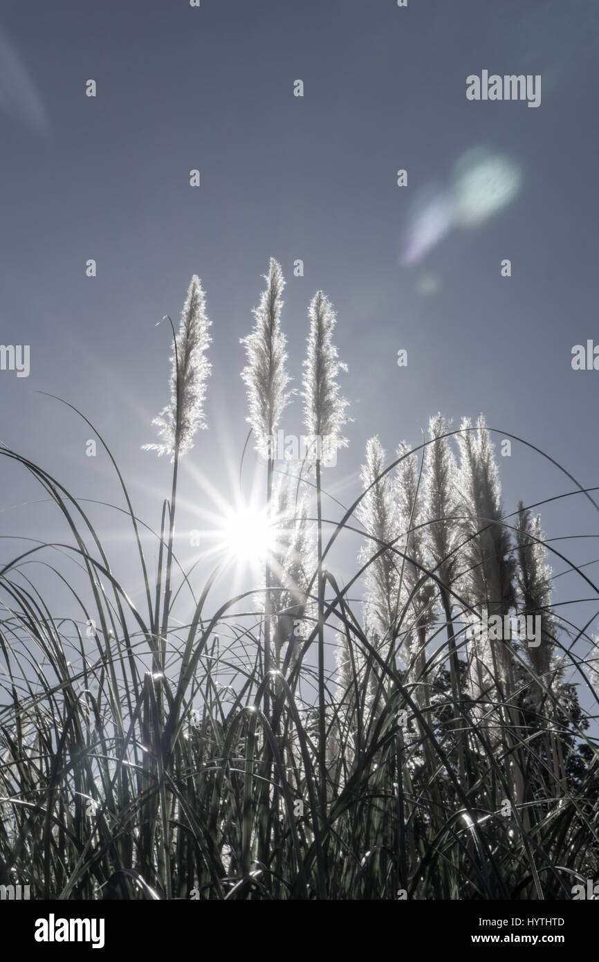 Desaturated retro effect image lens flare through pampas grass in bloom ...